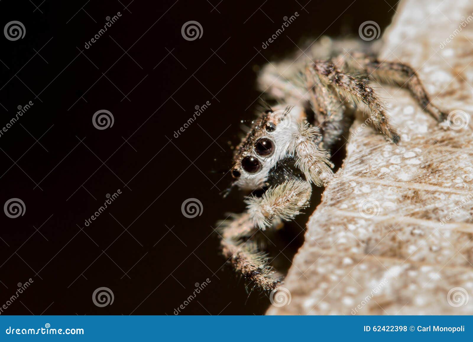 Santa jumping spider stock photo. Image of white, spider - 62422398