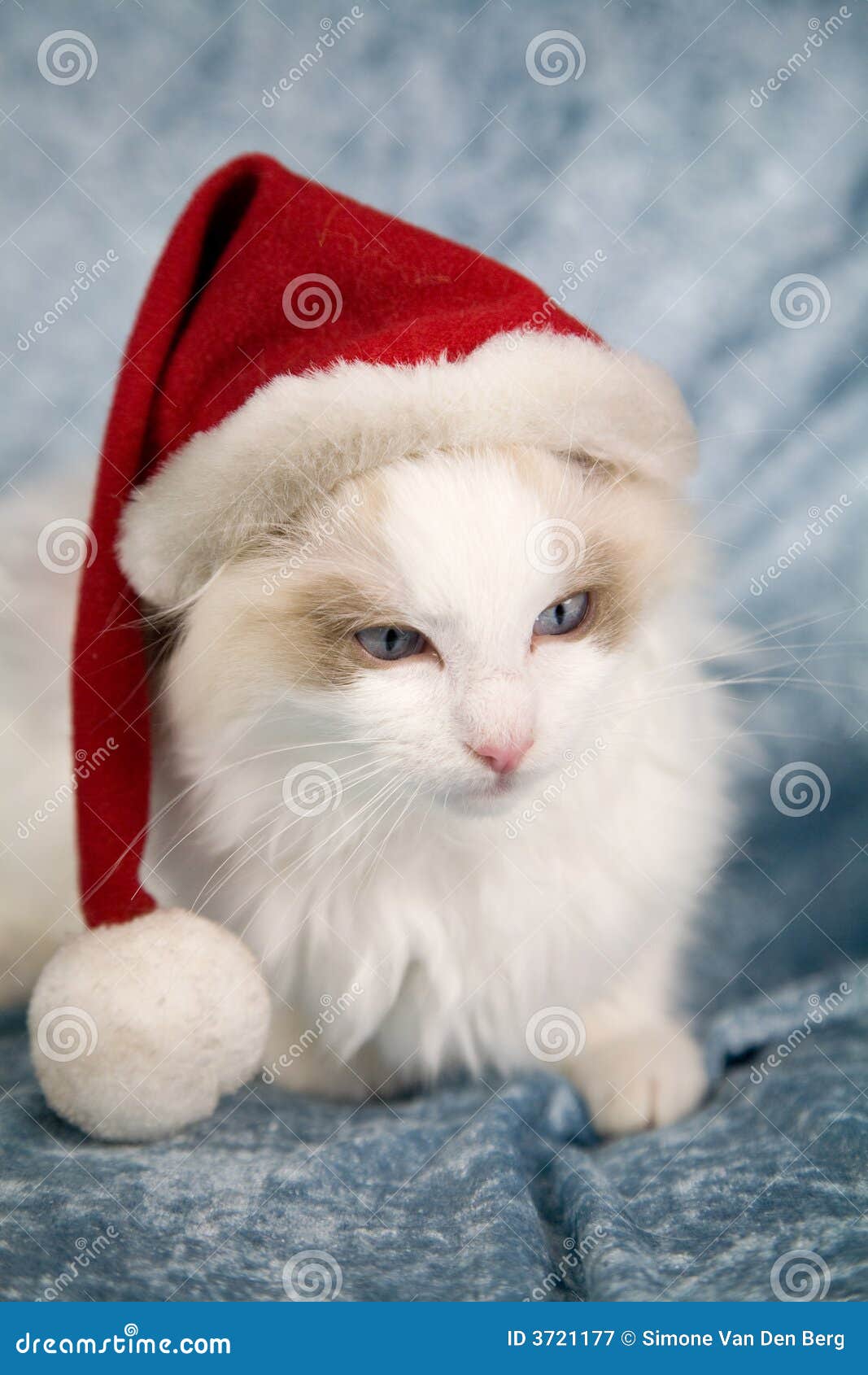 Santa kitten stock image. Image of festive, cats, card - 3721177