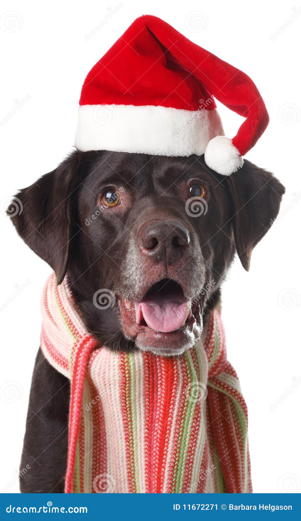 Santa Labrador stock image. Image of isolated, claus - 11672271