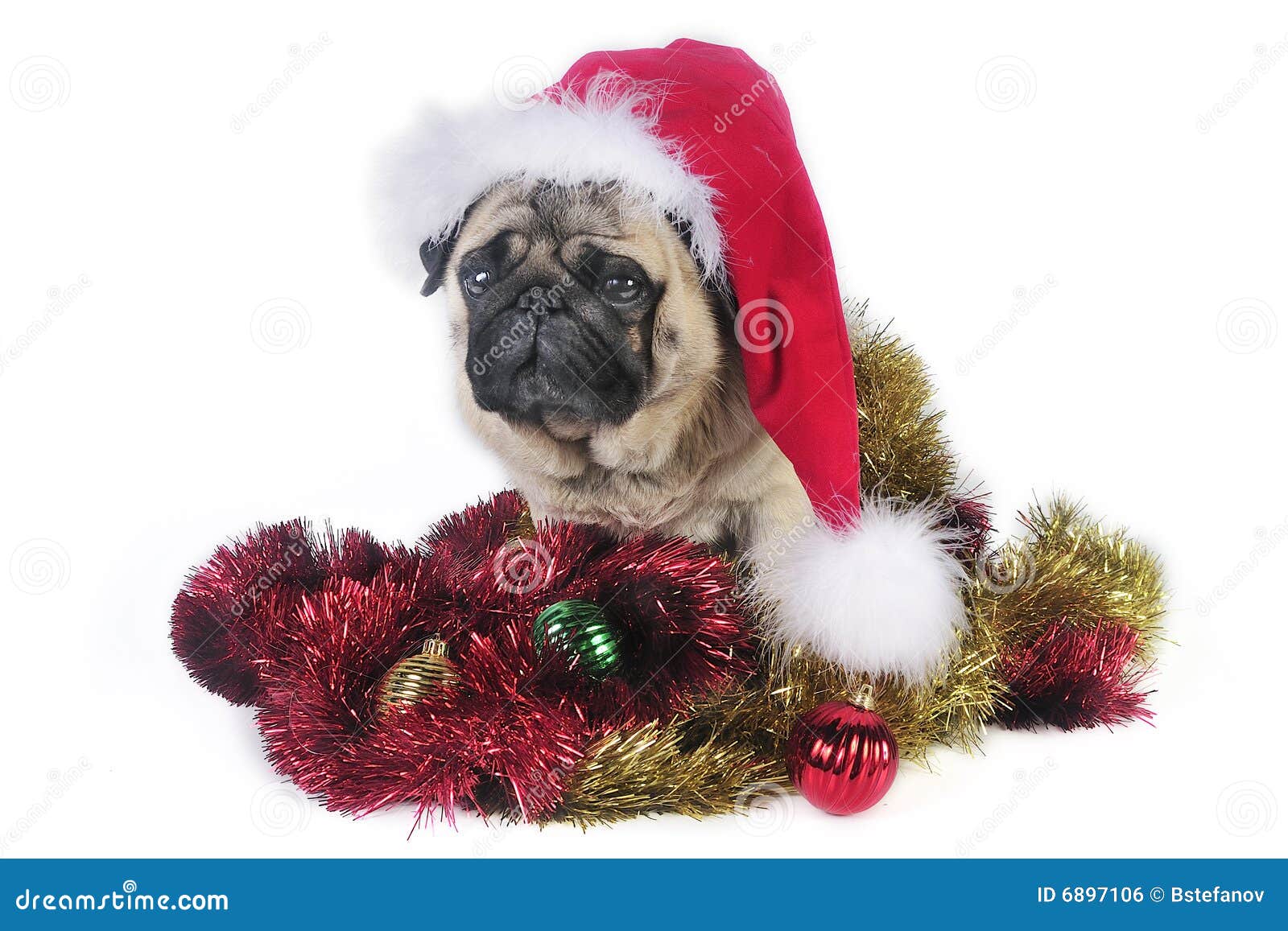 Santa Pug stock photo. Image of puppy, friend, seasonal - 6897106