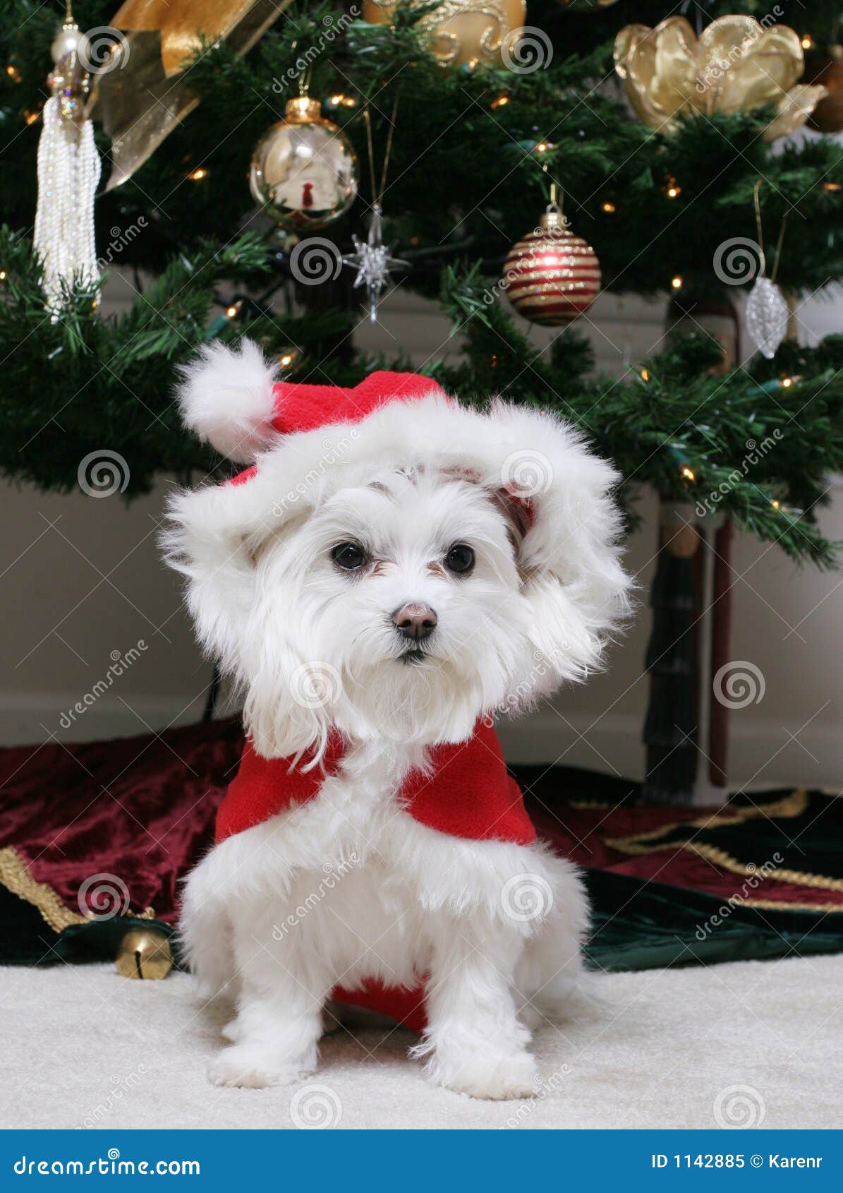 Santa Puppy stock image. Image of pets, joyful, ball, portrait - 1142885