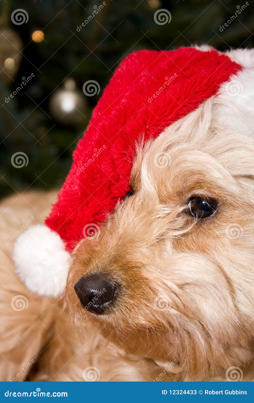 Santa puppy stock image. Image of santa, canine, claus - 12324433