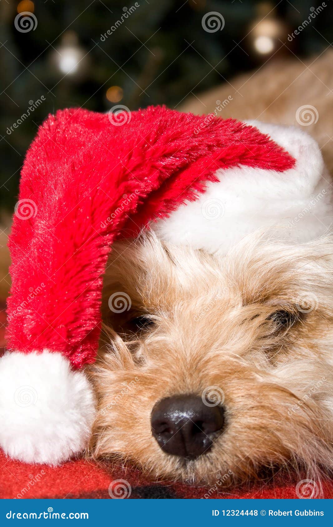 Santa puppy stock photo. Image of puppy, tree, canine - 12324448