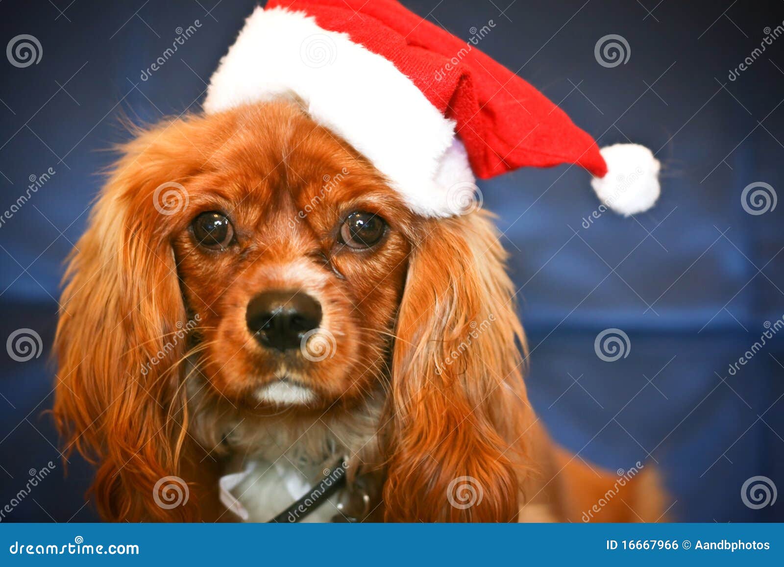 Santa Puppy stock photo. Image of doggy, portrait, cavalier - 16667966