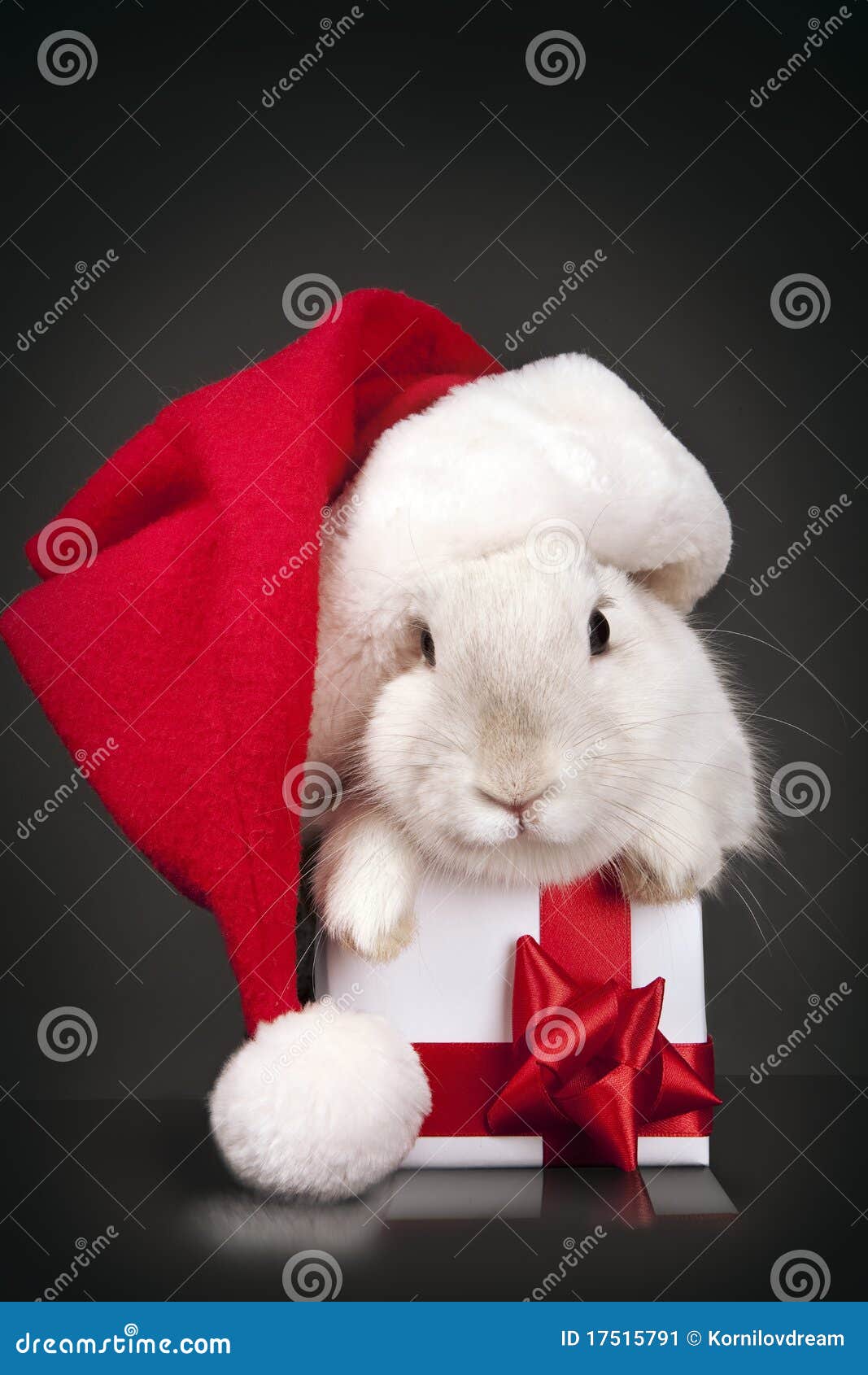 Santa Rabbit Hat with Christmas Box Stock Image - Image of decorate ...