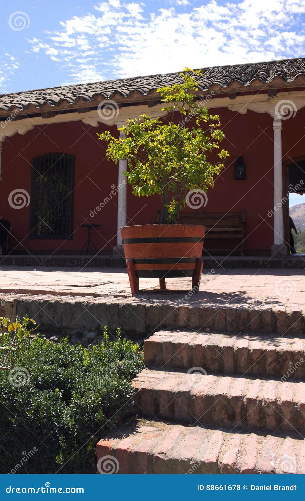 Santa Rita - Chile - VIII - Foto de archivo - Imagen de pasos, aceituna ...