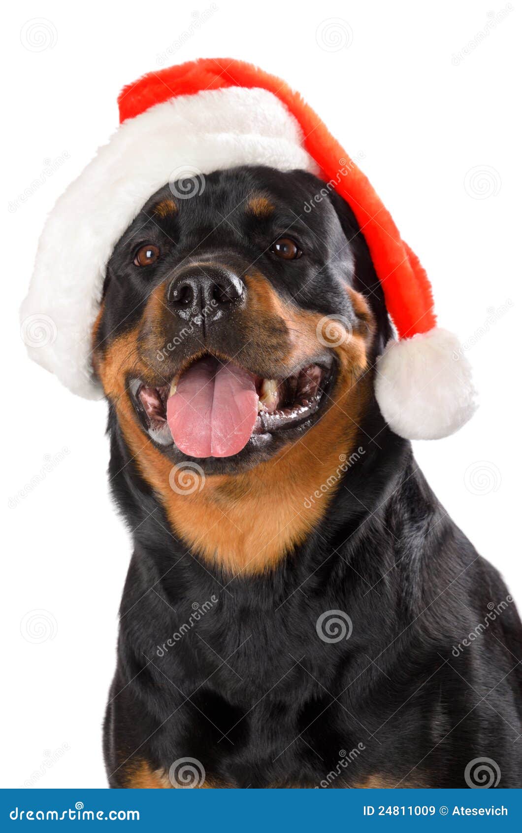 Santa Rottweiler stock image. Image of santa, laziness - 24811009