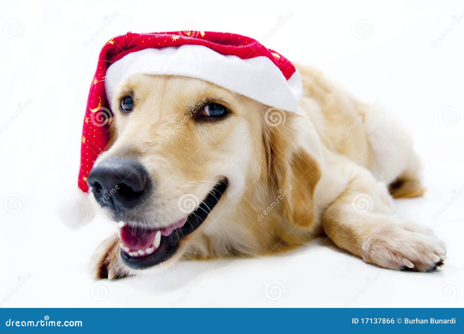 Santa s dog stock photo. Image of golden, breed, domestic - 17137866