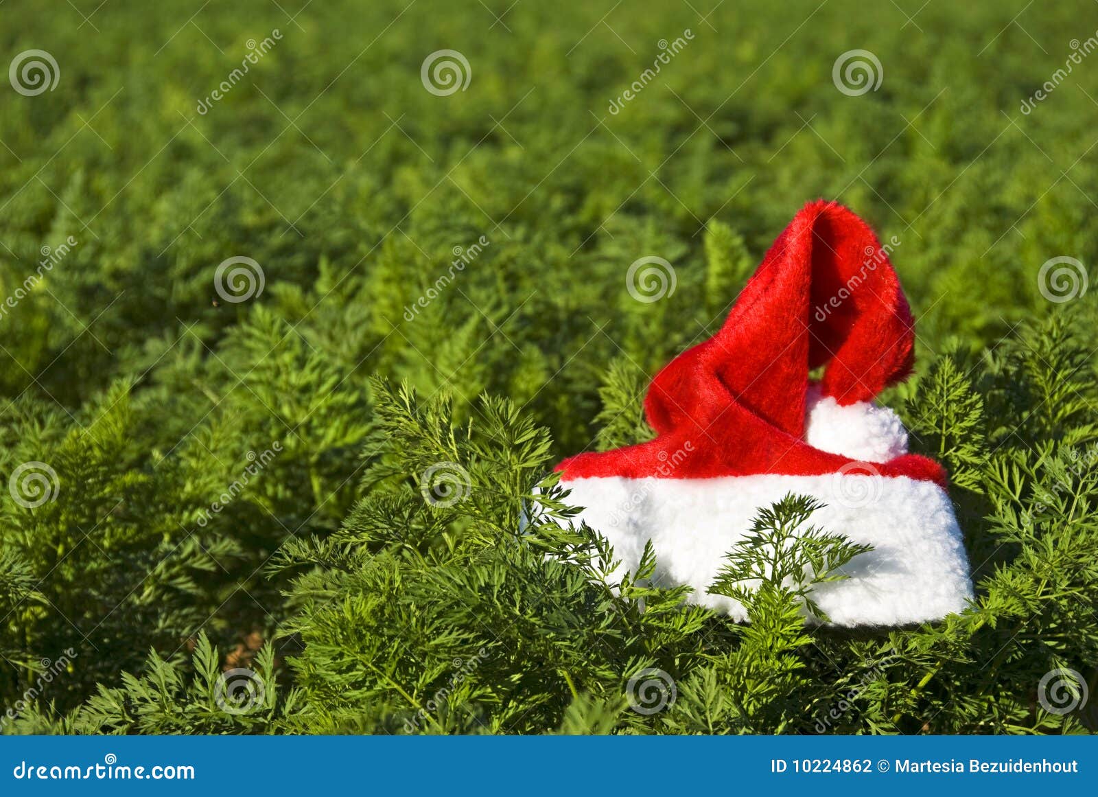 Santa S Hat in a Farm Field Stock Photo - Image of concept, alone: 10224862