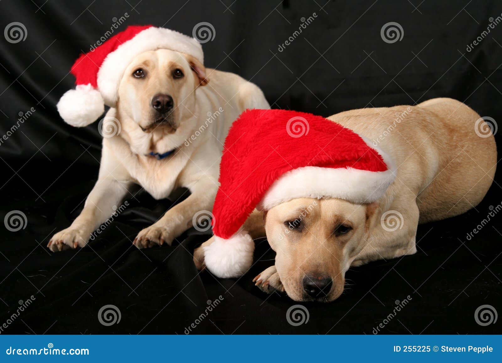 Santa s helpers stock image. Image of canines, canine, presents - 255225