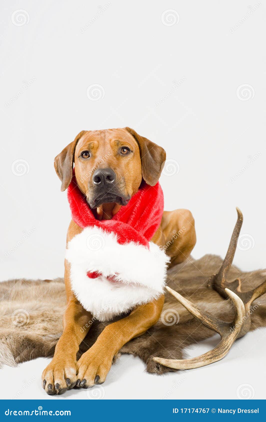 Santa is waiting stock image. Image of head, santaclaus - 17174767
