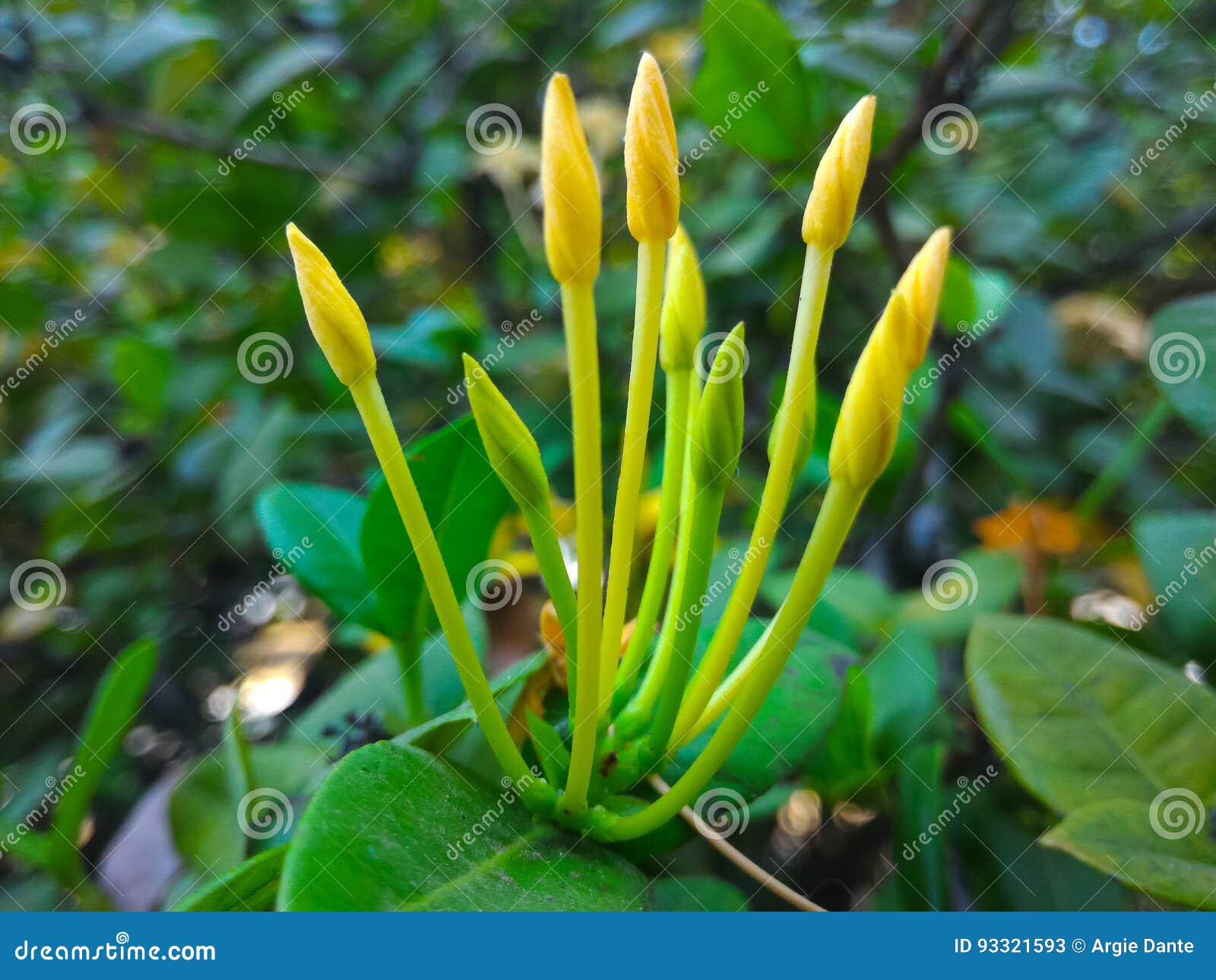 Santan flower stock image. Image of flower, santan, green - 93321593