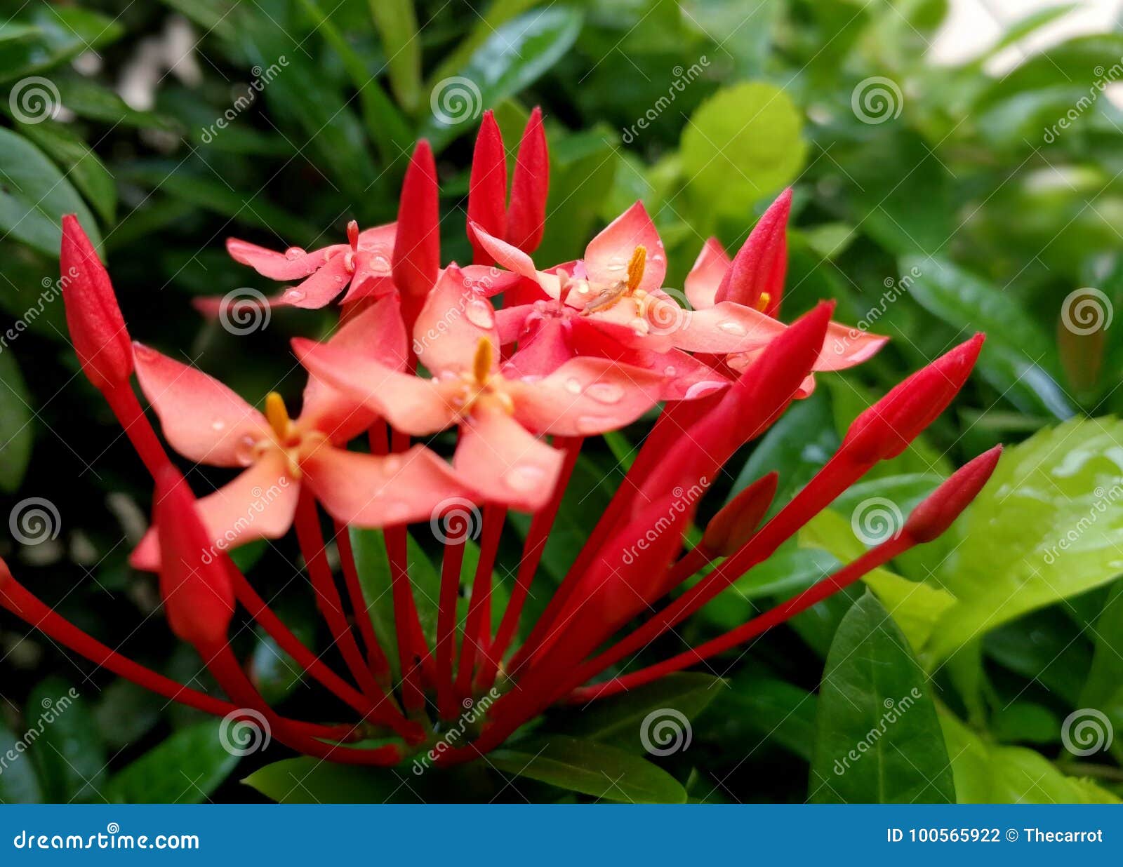 Santan flower after rain stock photo. Image of parts - 100565922