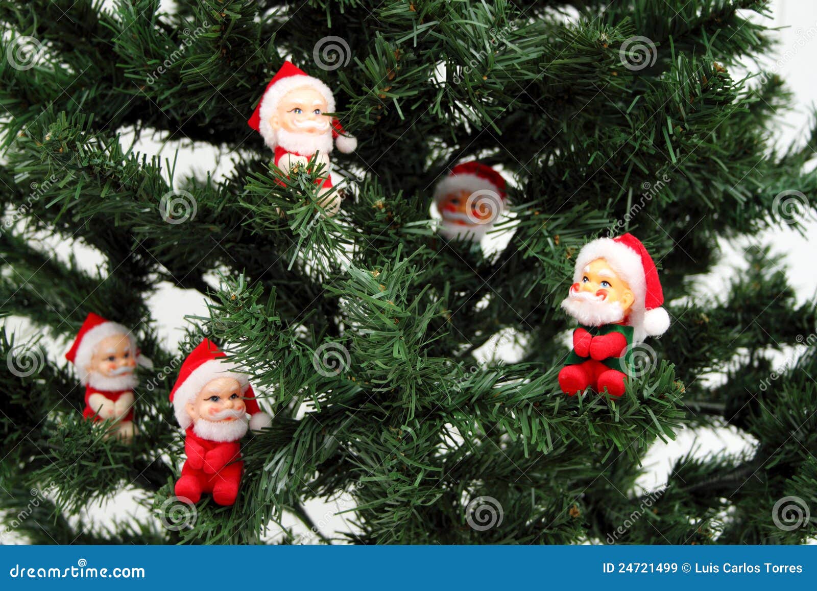 Santas on pine tree stock image. Image of tree, ornament - 24721499