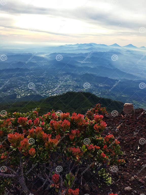 Santigi Tree from the Top of Mount Slamet, Indonesia, Central Java ... Santigi Tree from the Top of Mount Slamet, Indonesia, Central Java ...