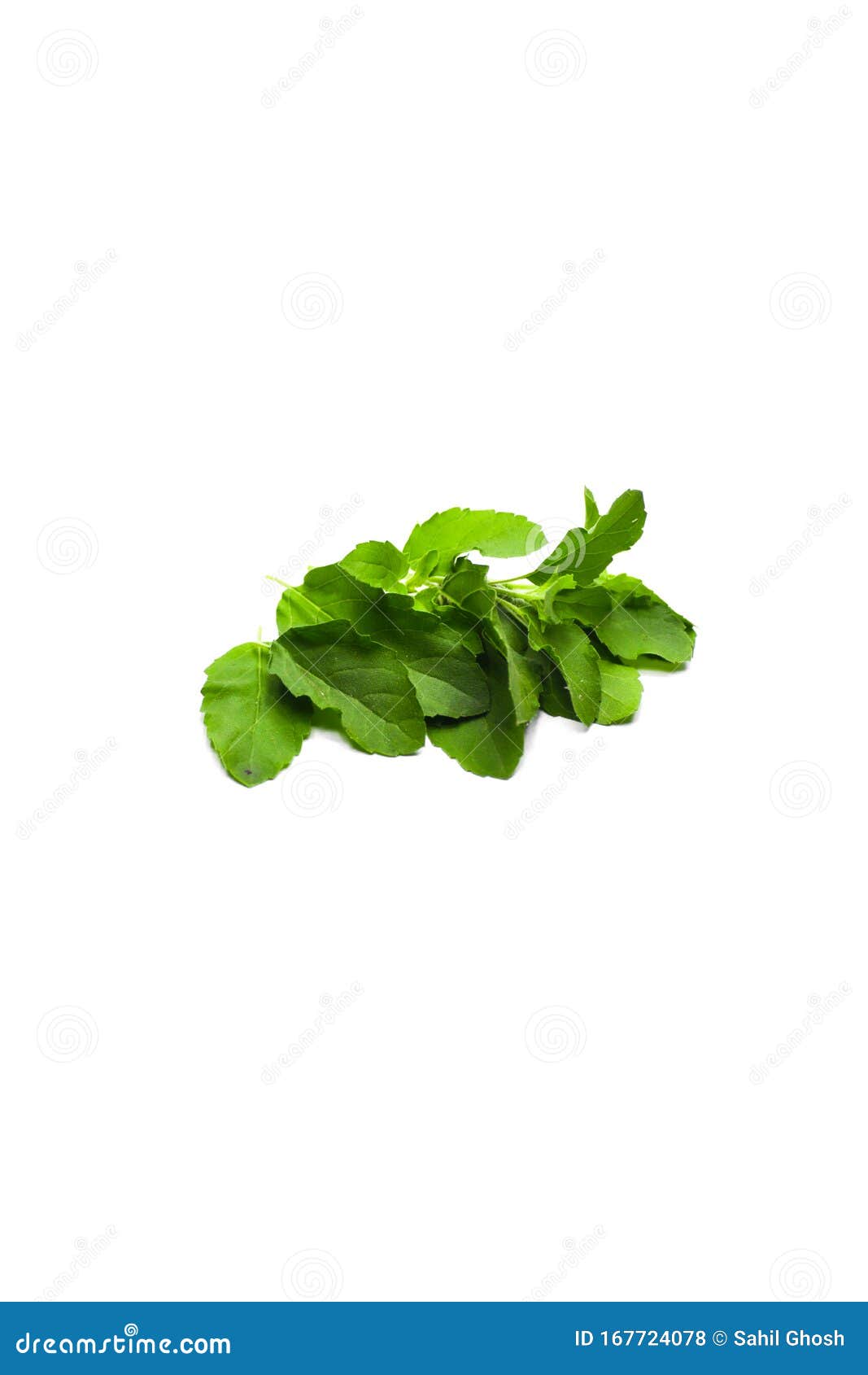 Santo basil foto de stock. Imagem de médico, vitamina - 167724078