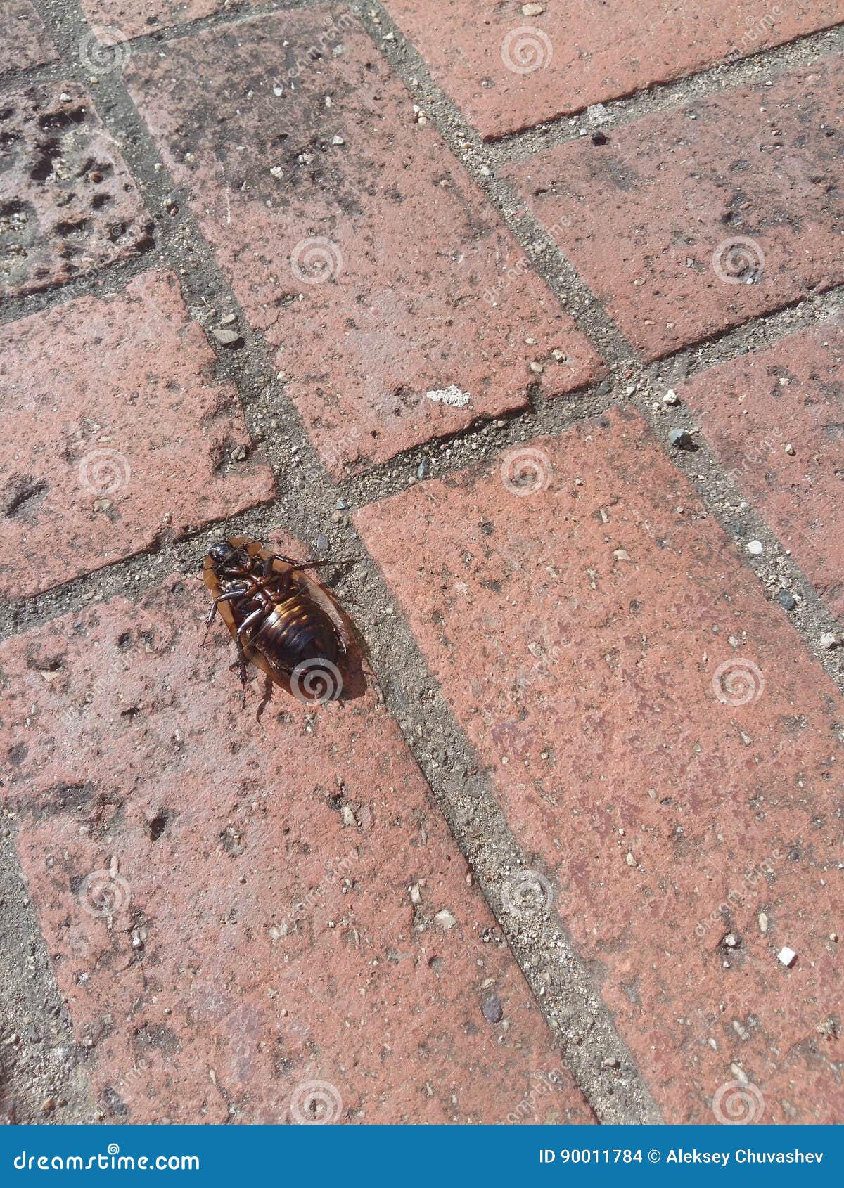 Santo Domingo Colonial stock photo. Image of beetle, adventure - 90011784