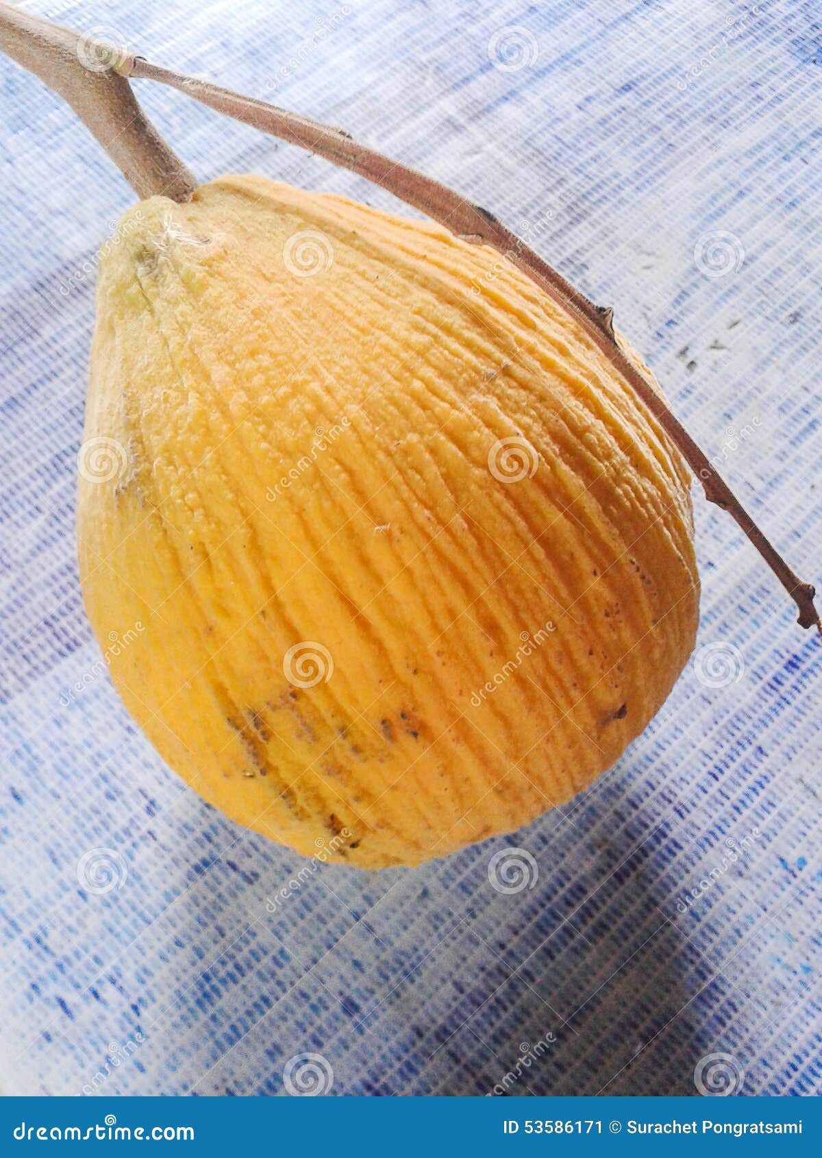 Santol stock image. Image of sentul, fresh, nature, sandoricum - 53586171