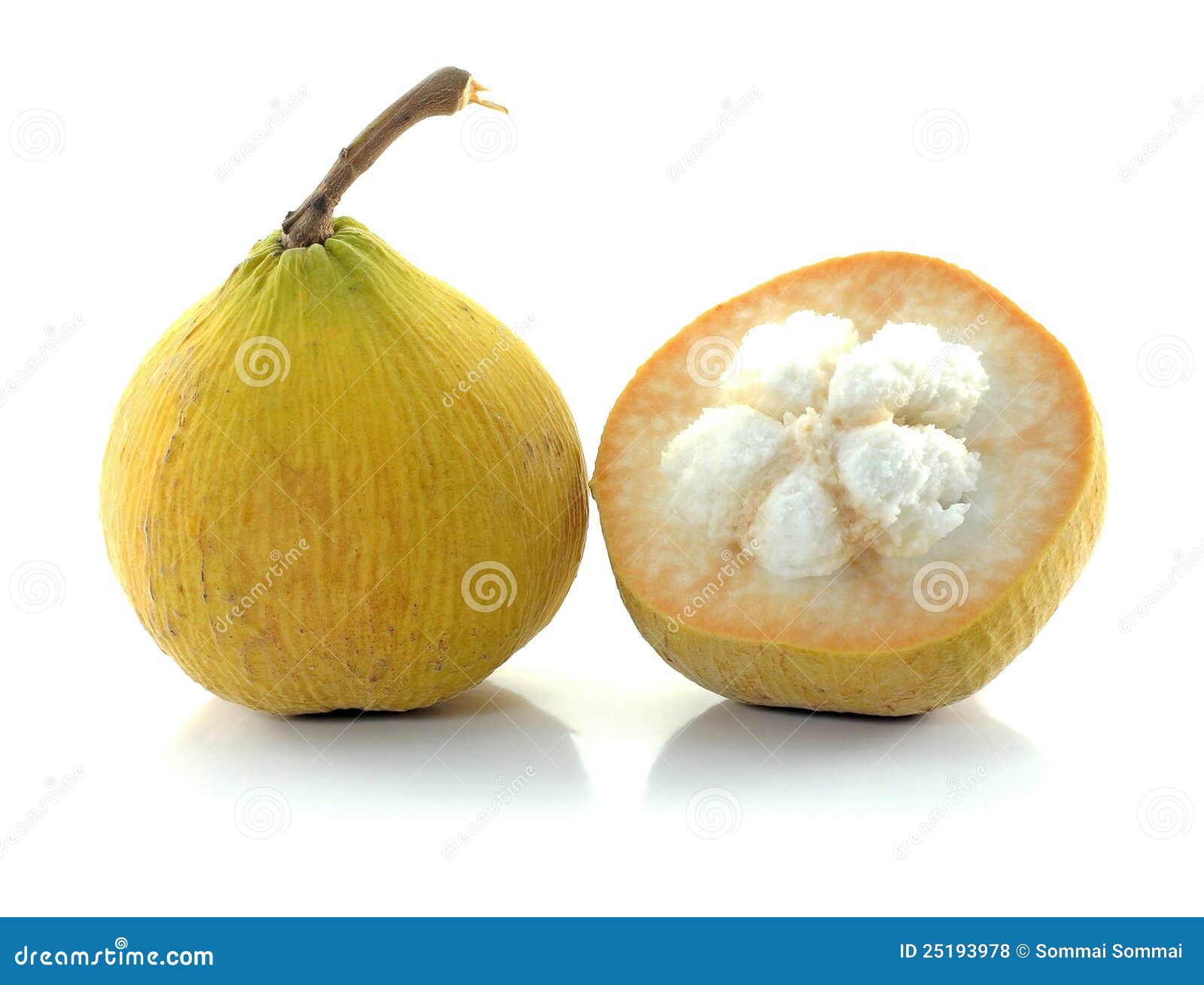 Santol Drawing