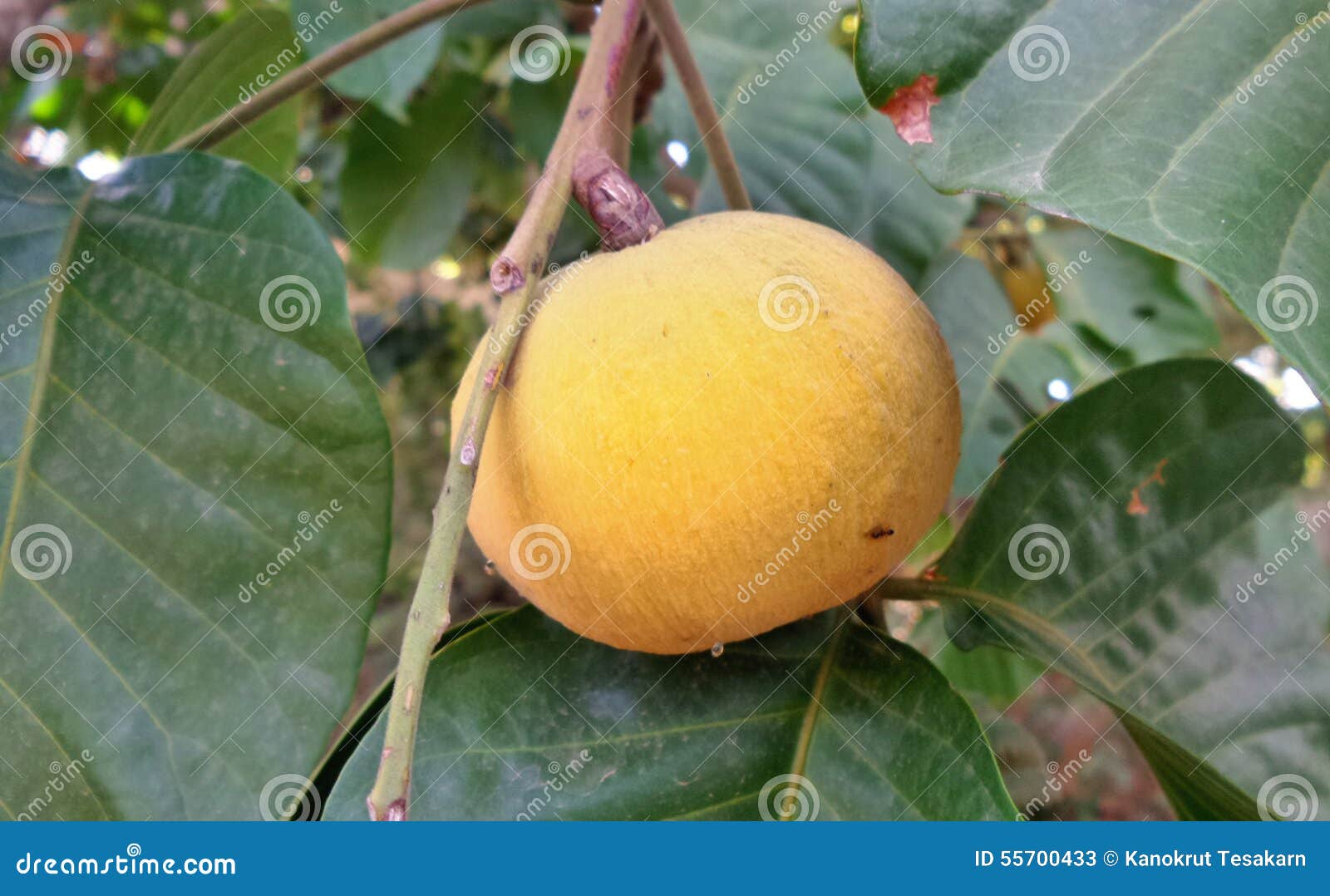 Santol Fruit and Green Leaves on Tree Stock Image - Image of fruit ...