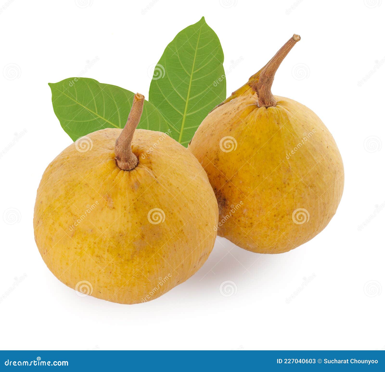 Santol Fruit In English