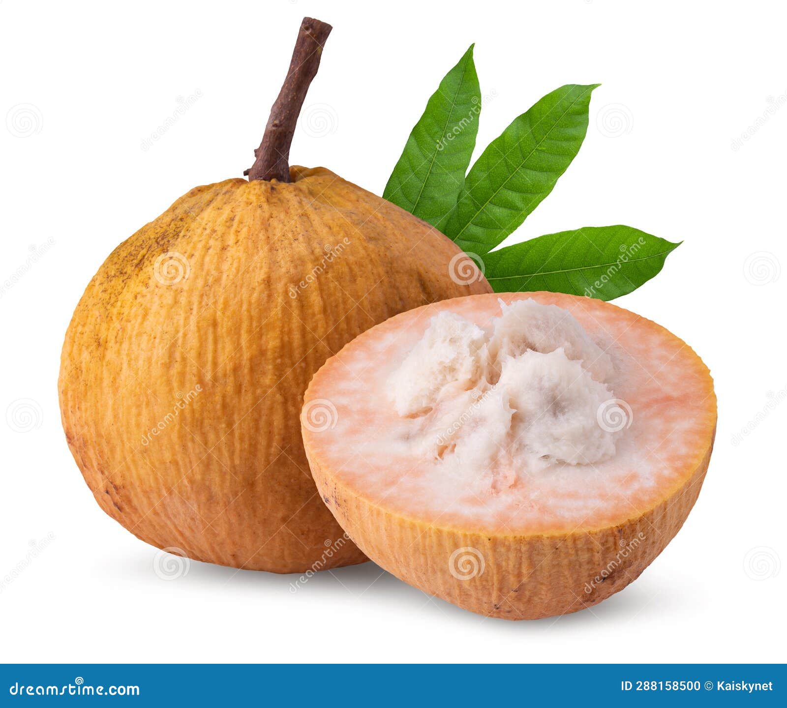 Santol Fruit and Santol ( Meliaceae ) Isolated on a White Background ...