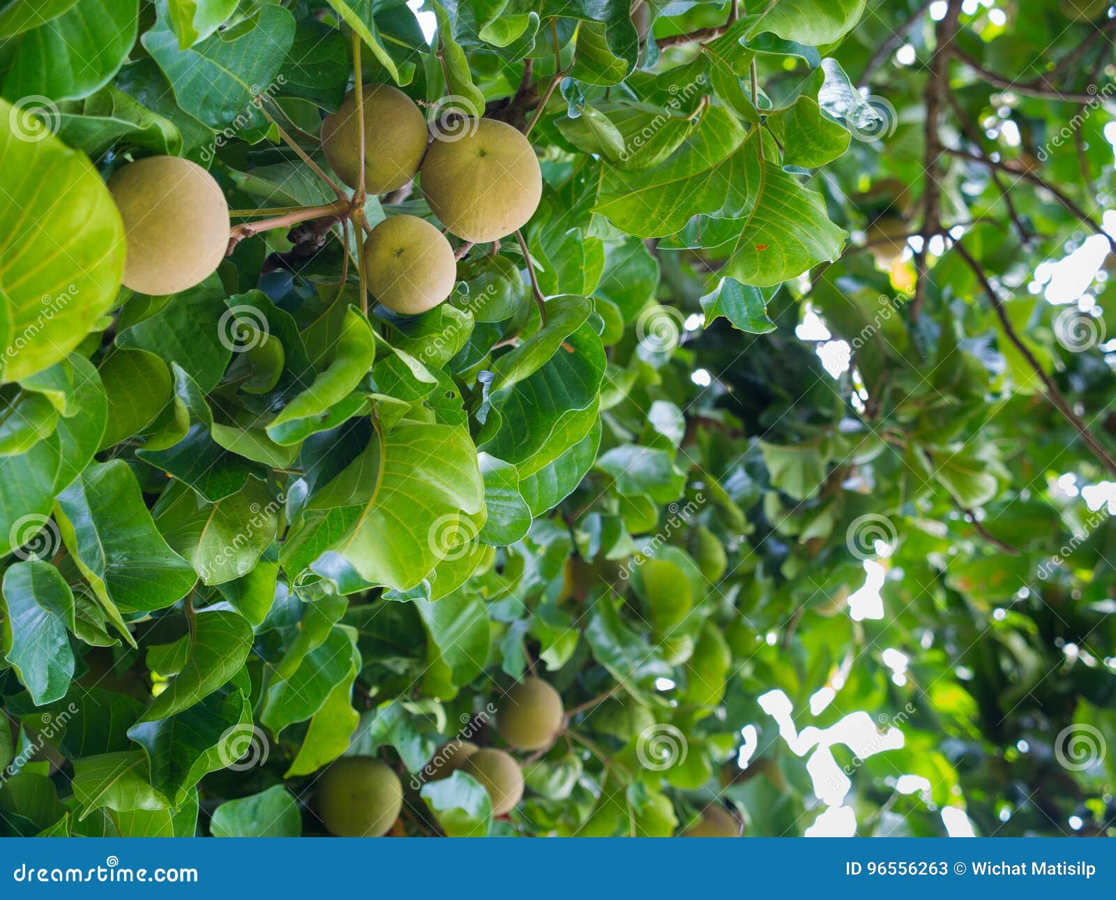 Santol Fruit is Ripe on the Tree Stock Image - Image of environment ...