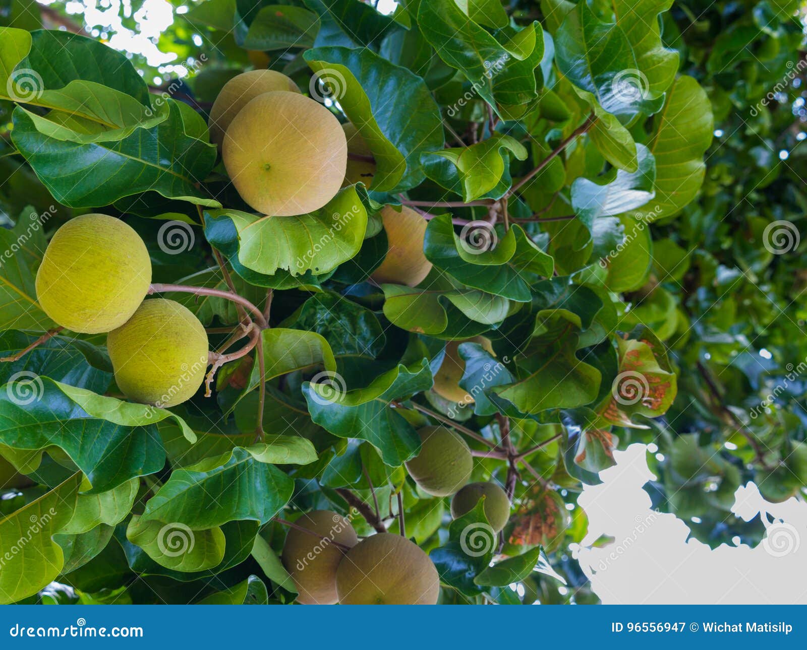 Santol Fruit is Ripe on the Tree Stock Image - Image of natural, flower ...