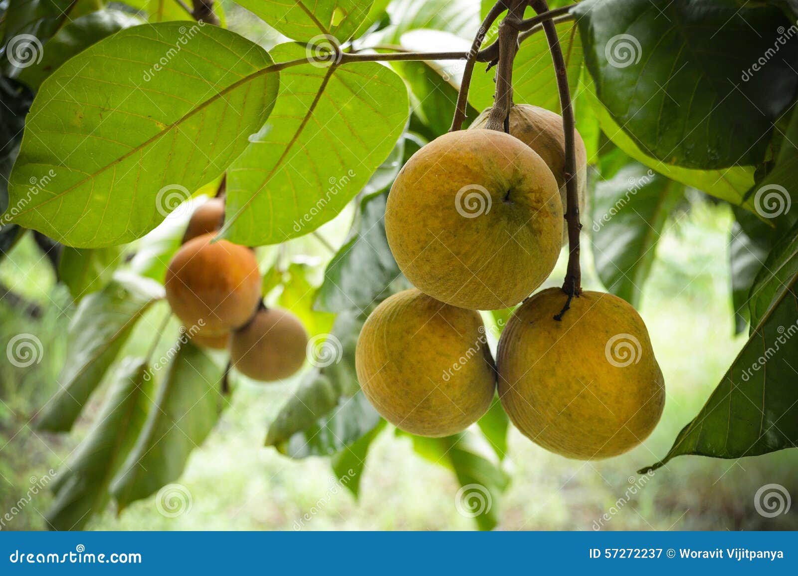 Santol Fruit stock image. Image of fresh, tree, closeup - 57272237