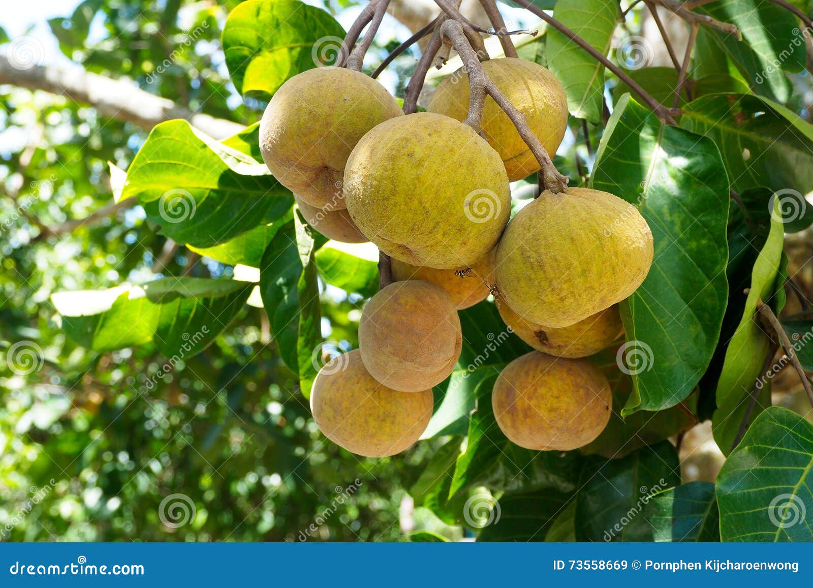 Santol Fruit Tree