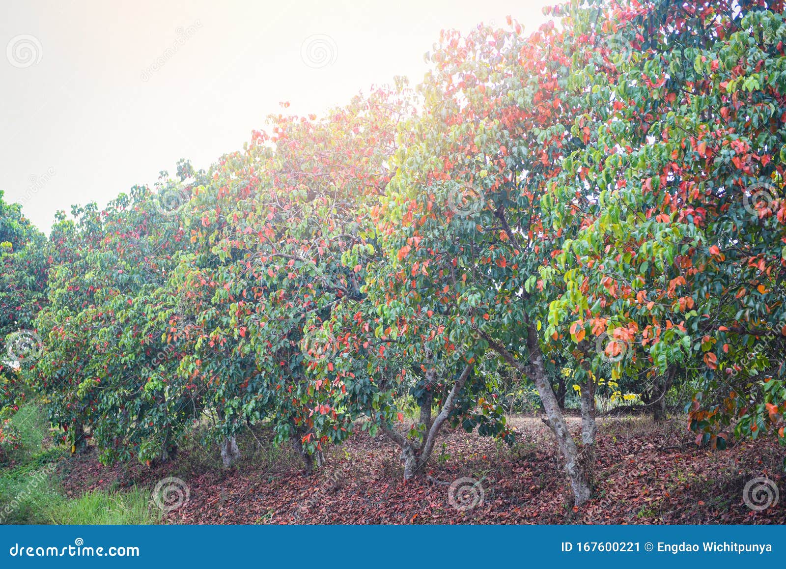 Santol Fruit on the Tree in the Garden Tropical Fruit / Stock Image ...