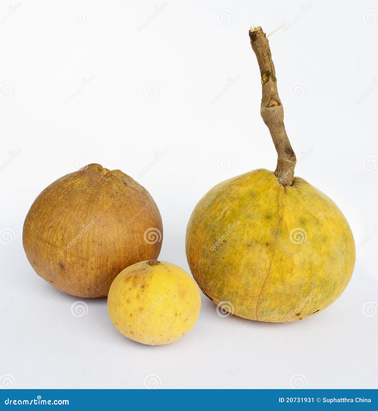 Santol Fruits Royalty-Free Stock Photography | CartoonDealer.com #20731931