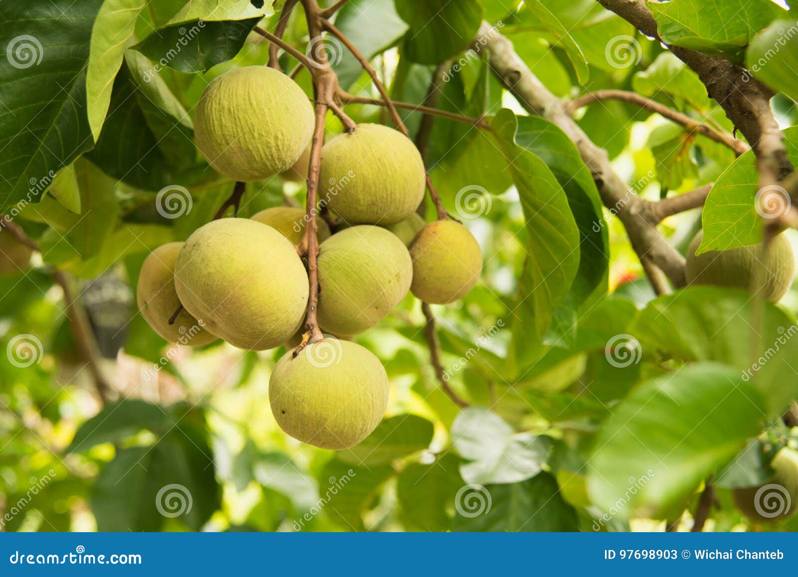 Santol Fruits on Tree in the Garden Stock Image - Image of organic ...