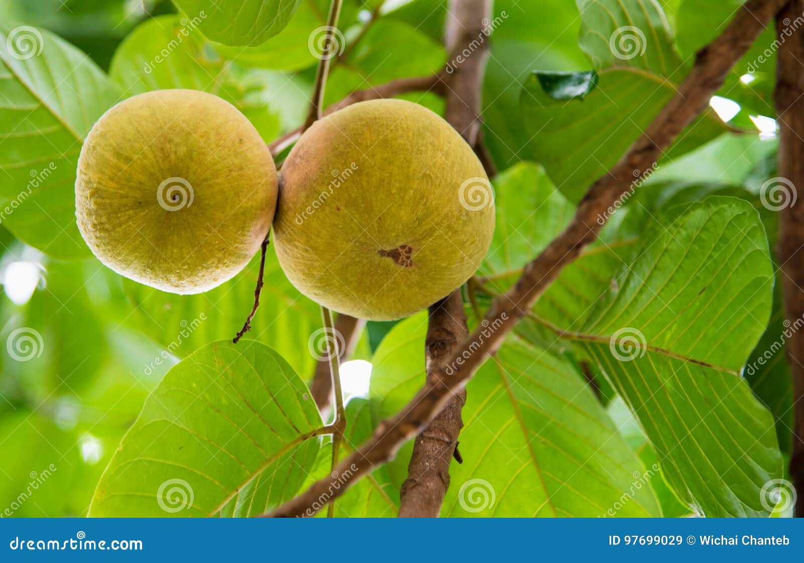 Santol Fruits on Tree in the Garden Stock Image - Image of asian, park ...
