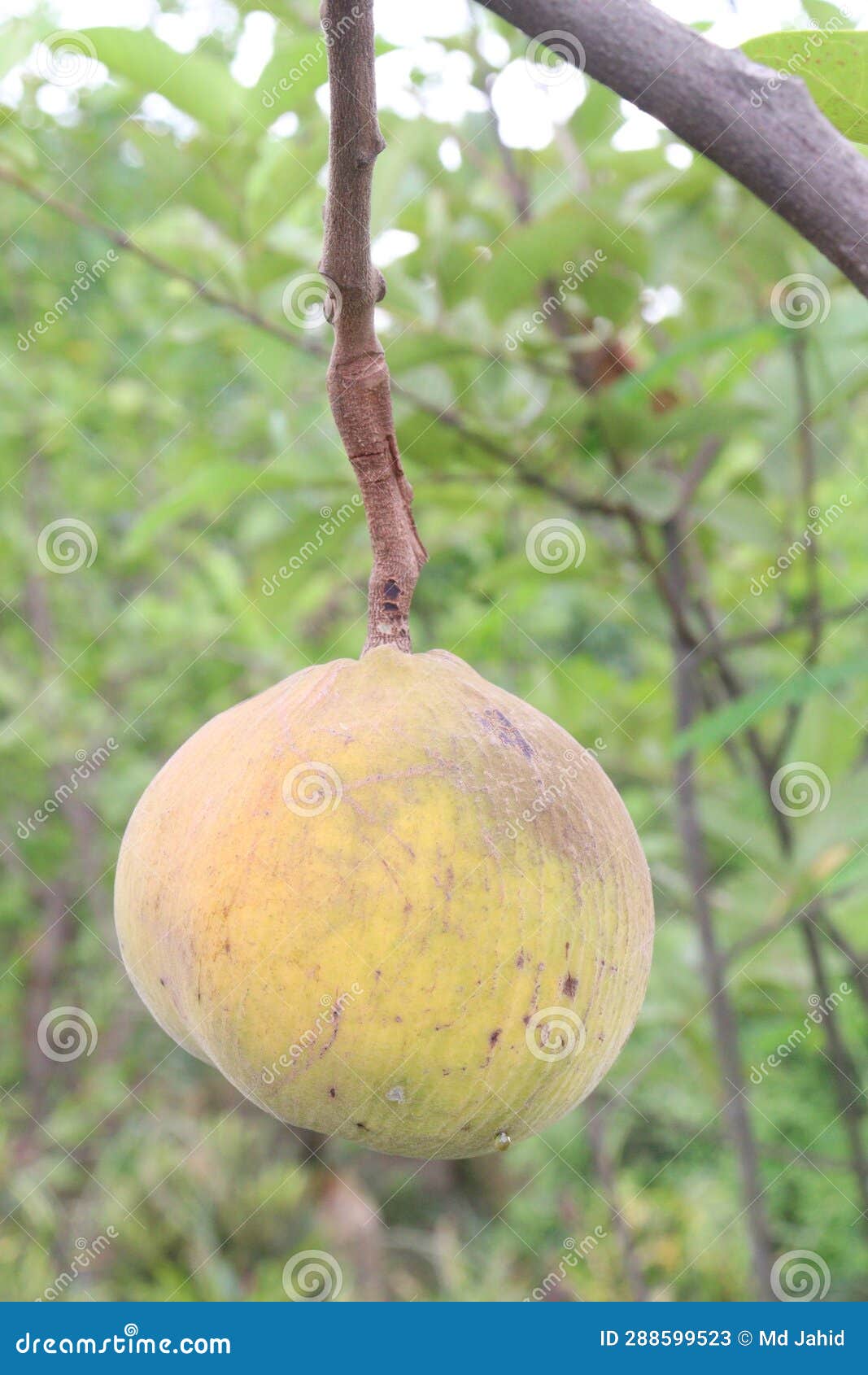 Santol in Tree on Farm are Cash Crops Stock Image - Image of ripe, food ...
