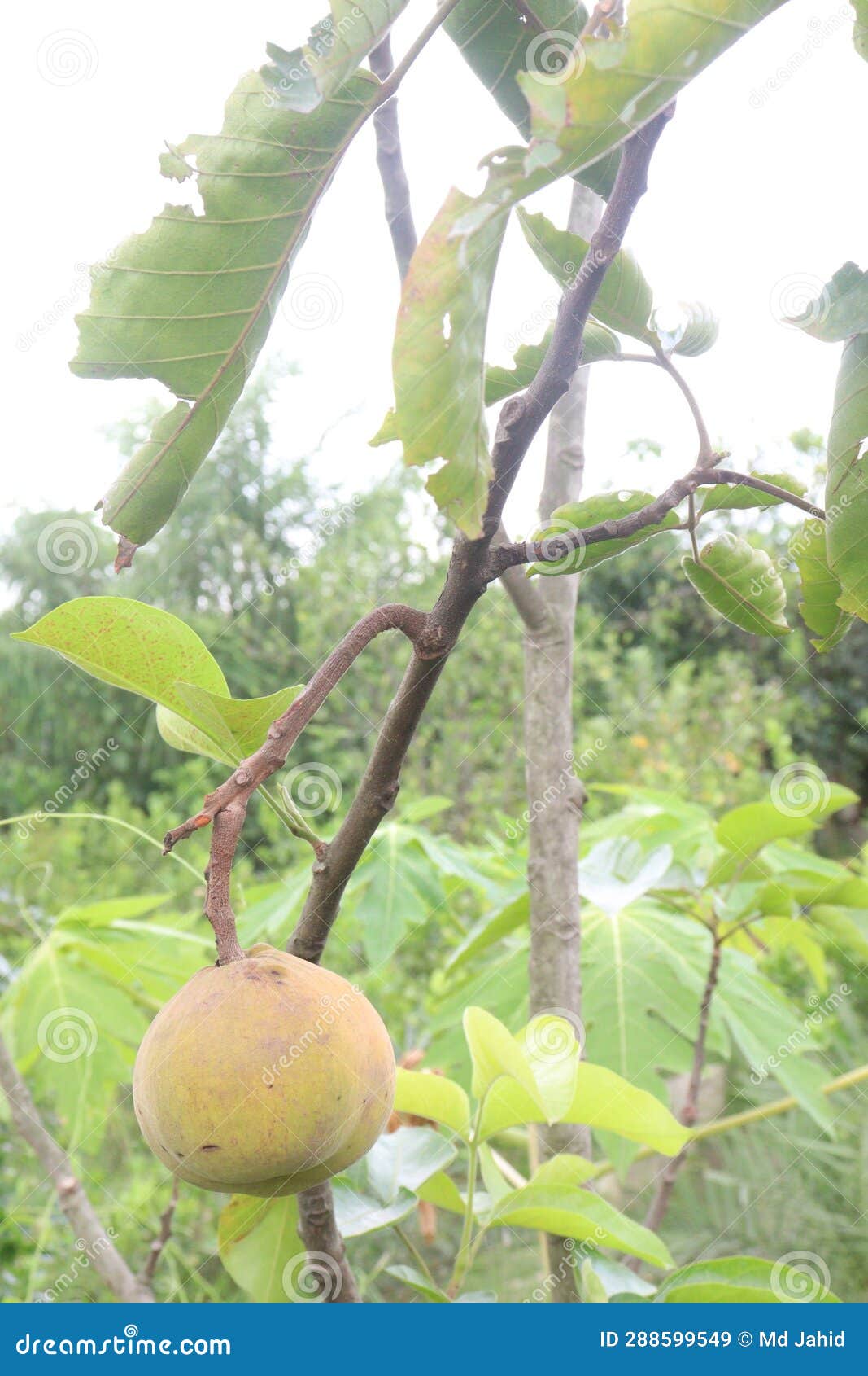 Santol in Tree on Farm are Cash Crops Stock Image - Image of leaf ...
