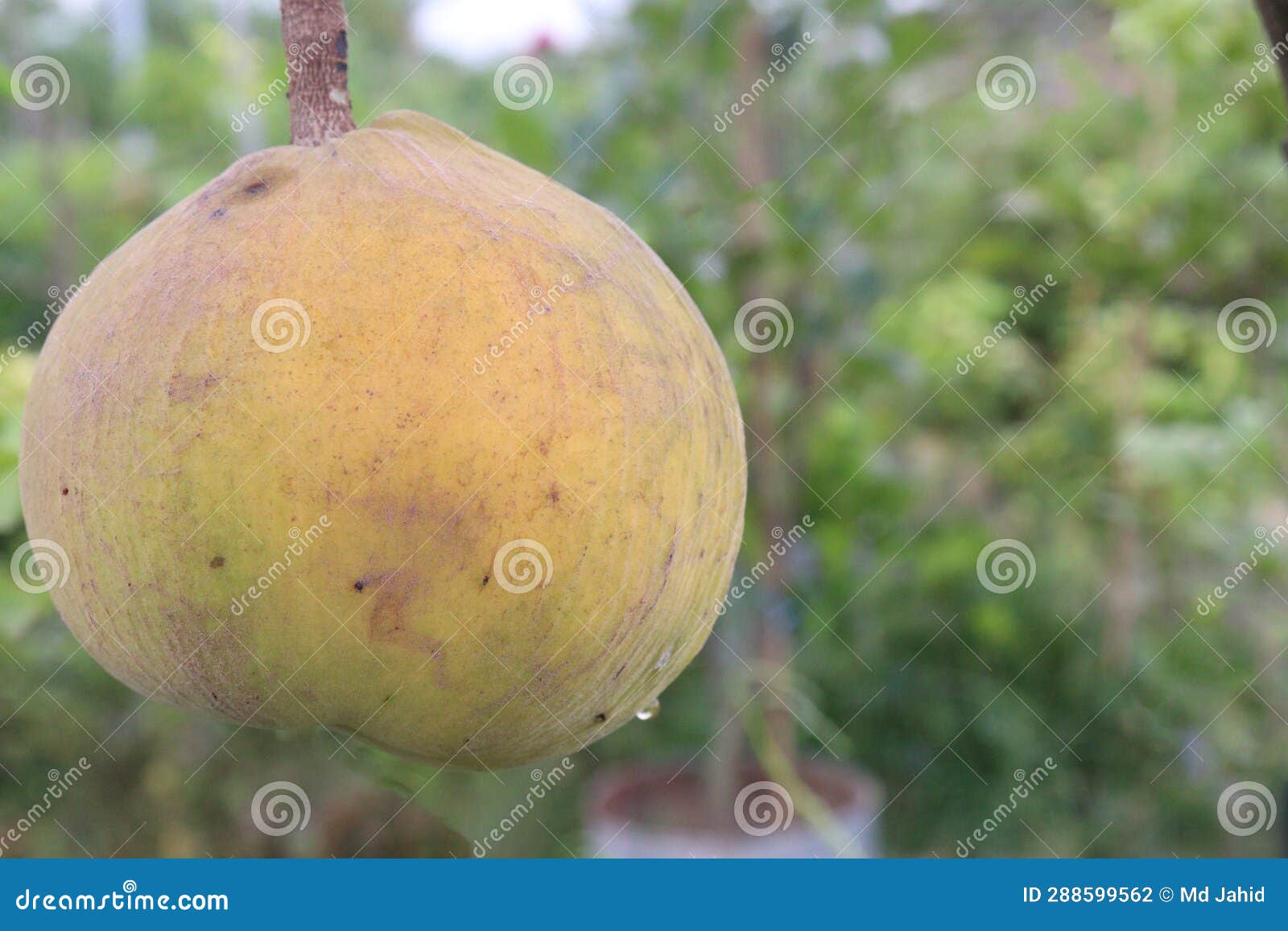 Santol in Tree on Farm are Cash Crops Stock Photo - Image of eating ...