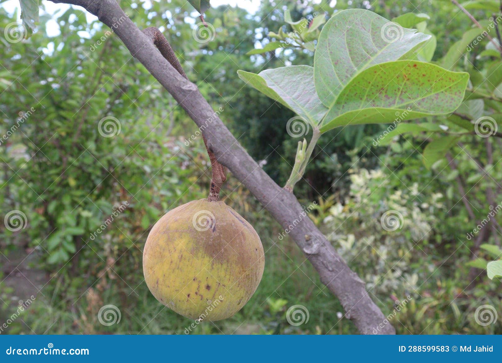 Santol in Tree on Farm are Cash Crops Stock Image - Image of summer ...