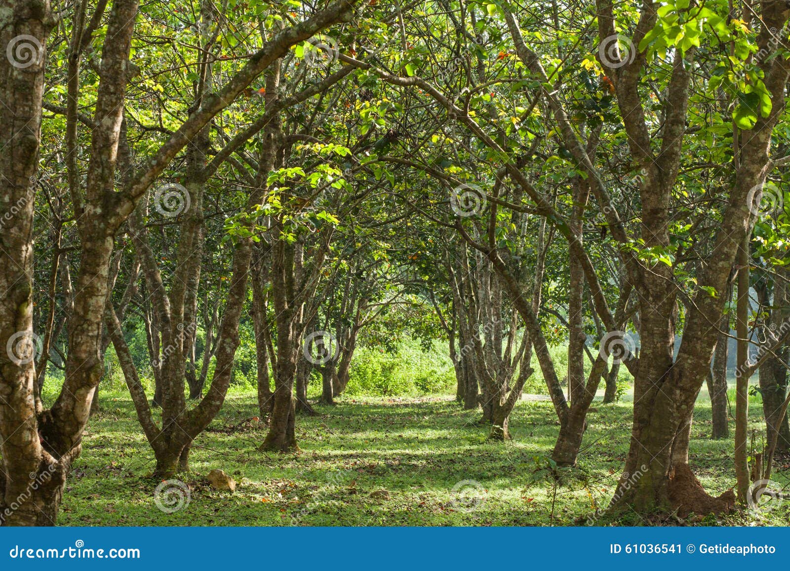 Santol tree stock image. Image of santol, fresh, asia - 61036541