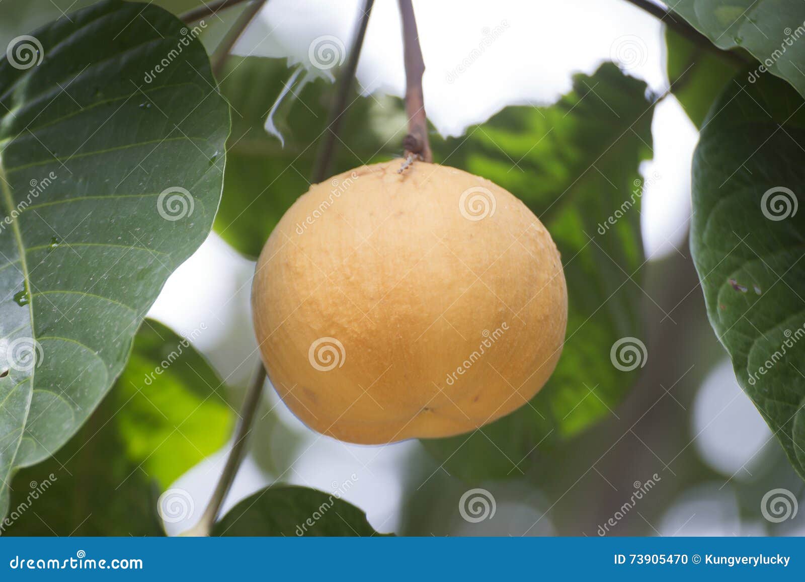 Santol on the tree stock photo. Image of tropical, vitamin - 73905470