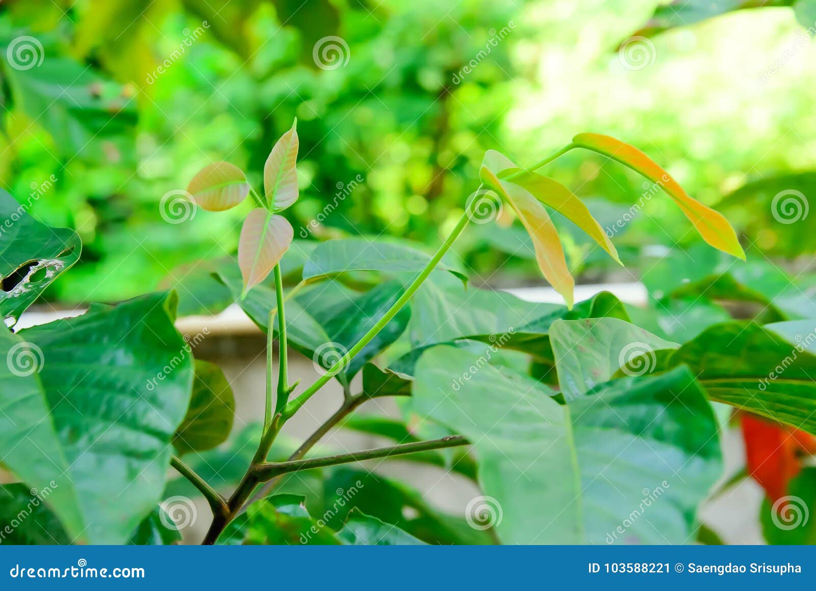 Santol tree stock image. Image of outdoor, treetop, natural - 103588221