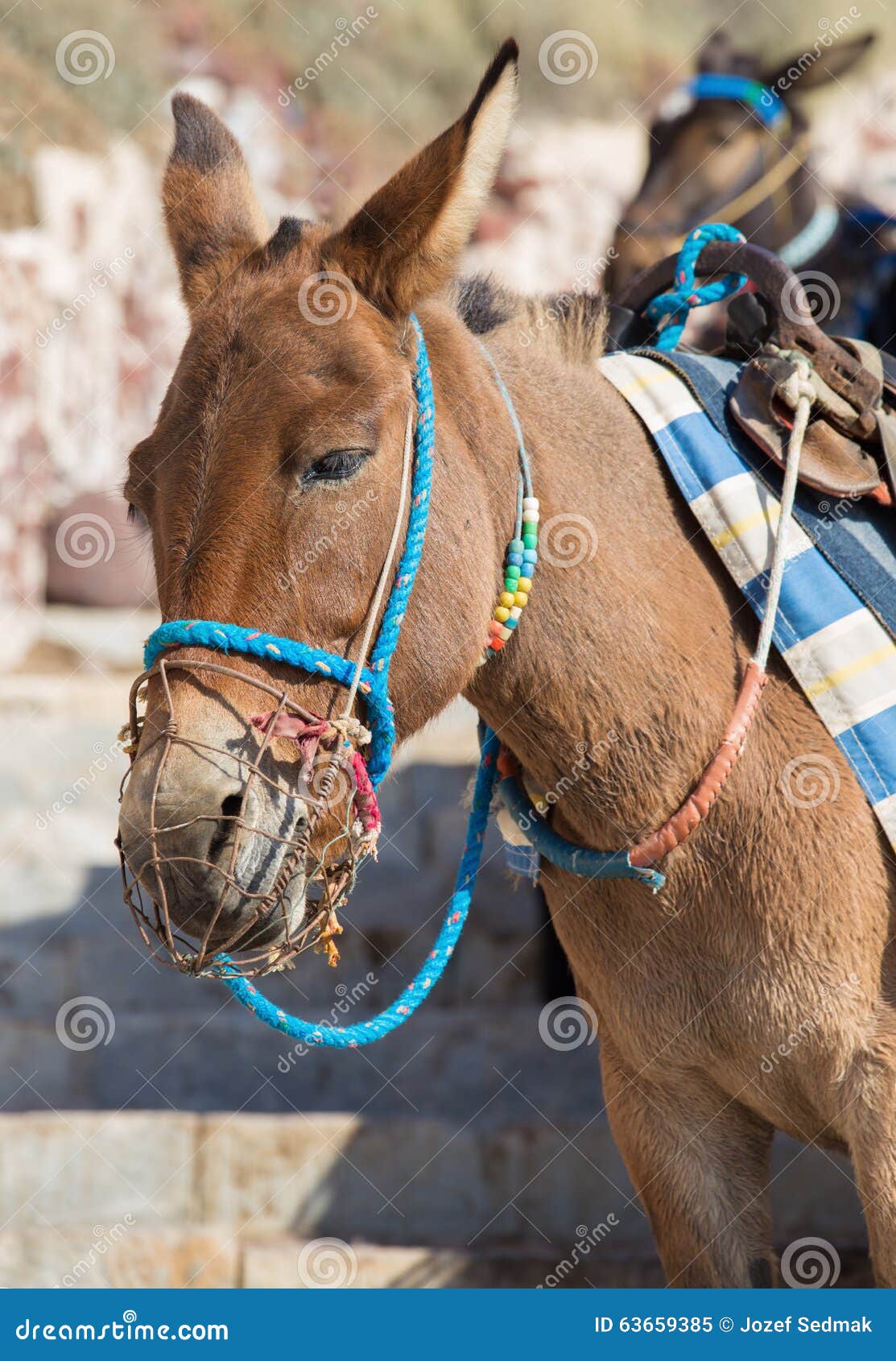 Santorini - the Donkey in Amoudi Harbor Stock Image - Image of donkeys ...