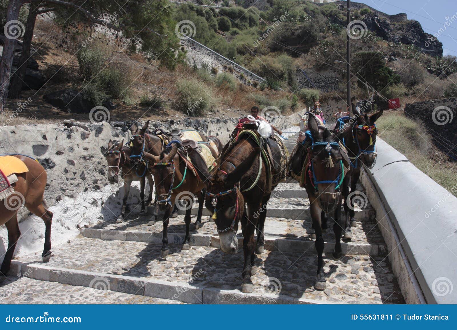 Santorini donkey path editorial photo. Image of donkey - 55631811