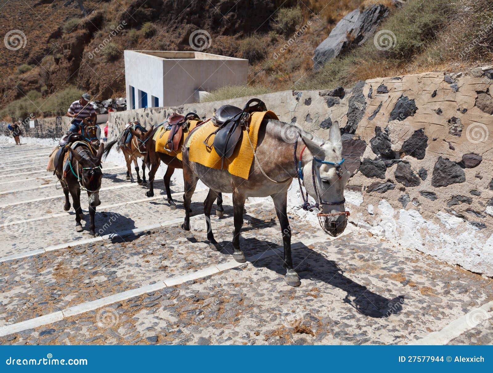 Working Donkeys Carrying Construction Debris Editorial Image ...