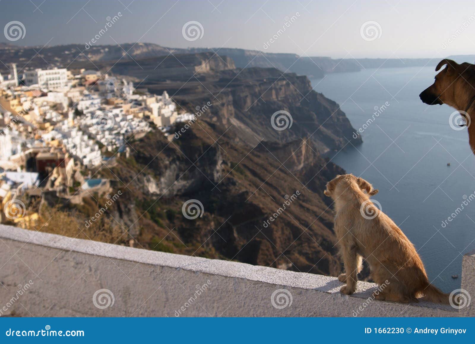 Santorini, Greece, Dogs in Thira Stock Photo - Image of belltower ...
