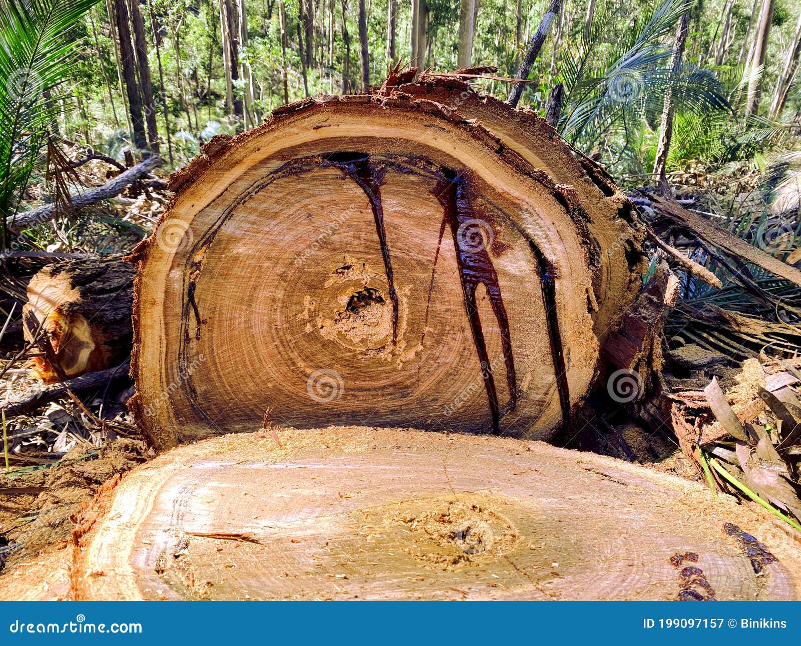 Sap Bleeding from a Tree stock image. Image of oozing - 199097157