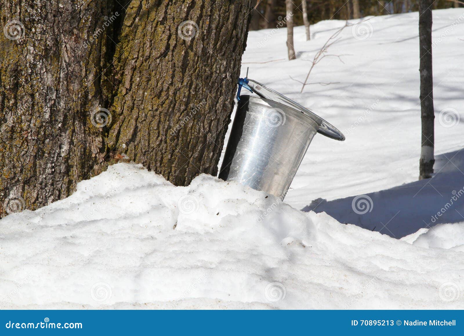Sap Bucket Attached To Tree Stock Image - Image of organic, snow: 70895213