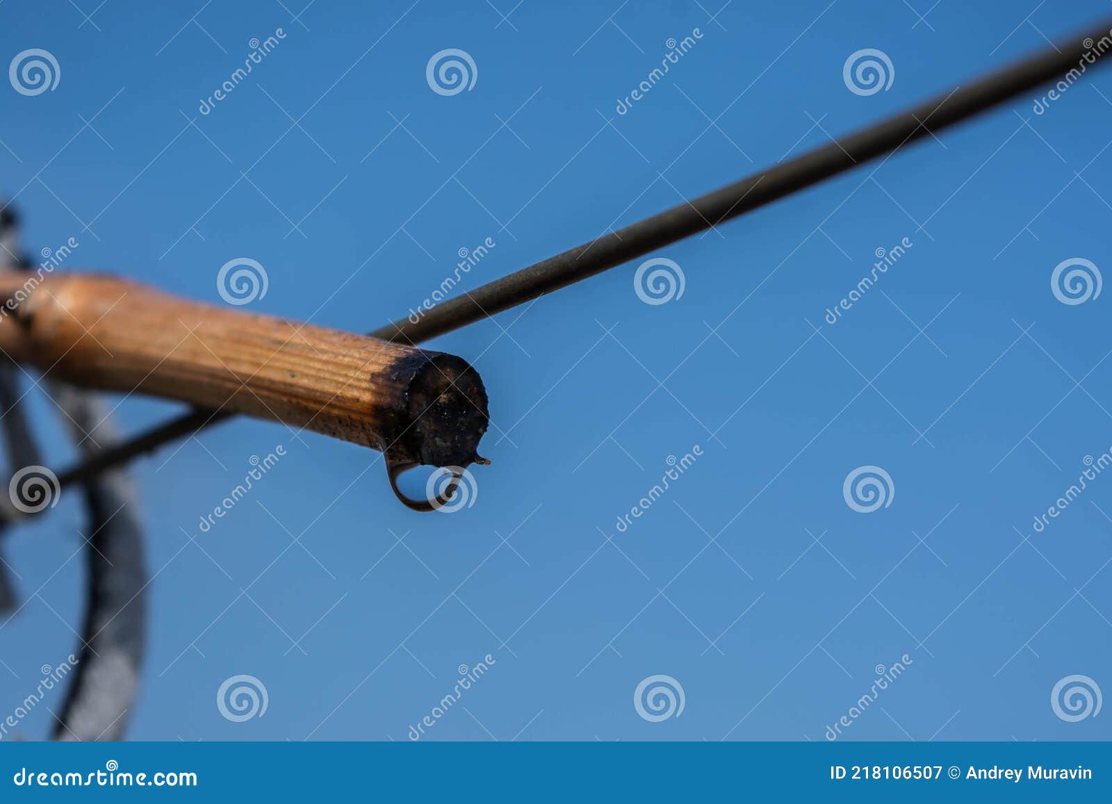 Sap flow of grape vines stock image. Image of green - 218106507