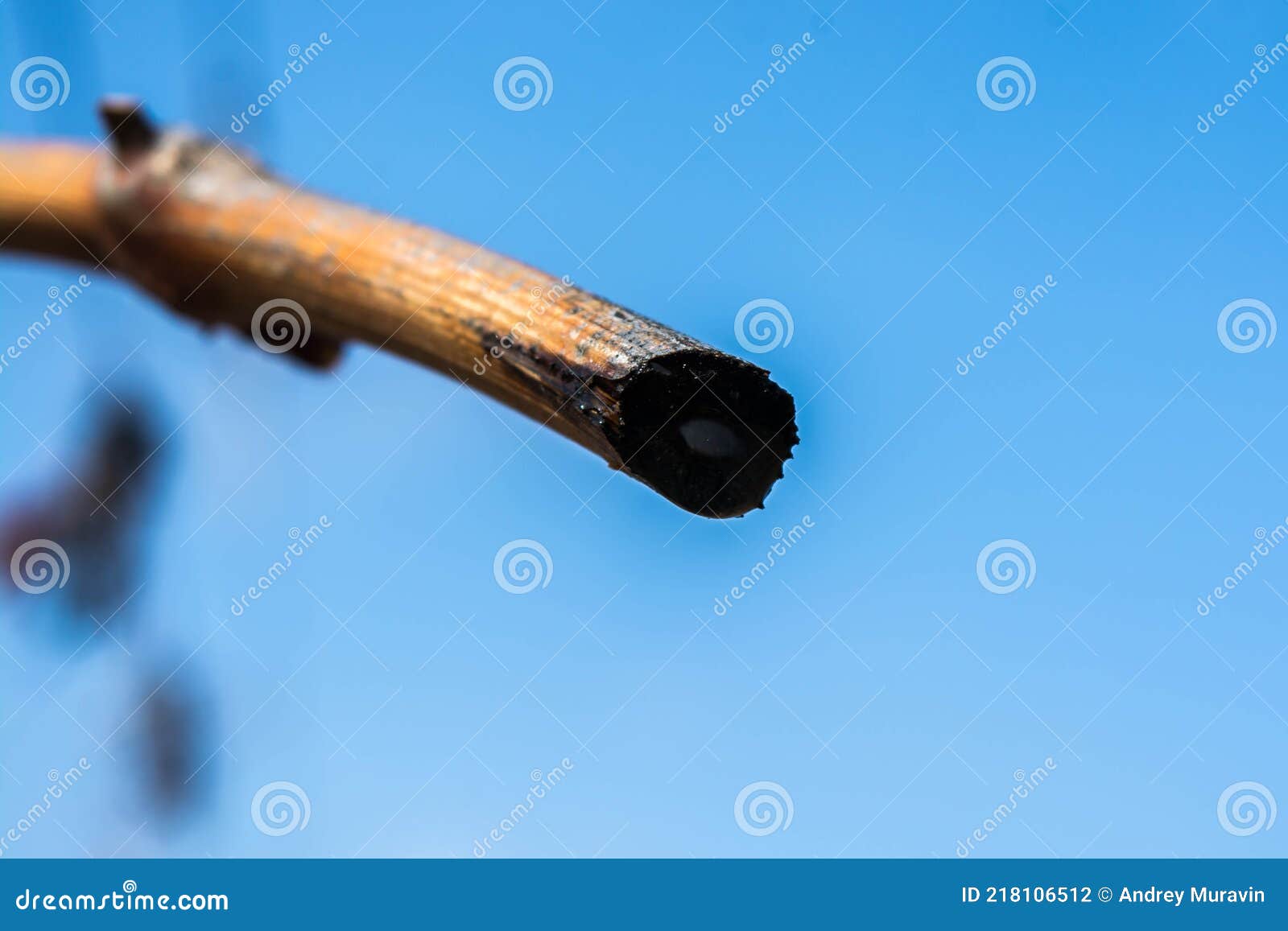 Sap flow of grape vines stock photo. Image of detail - 218106512