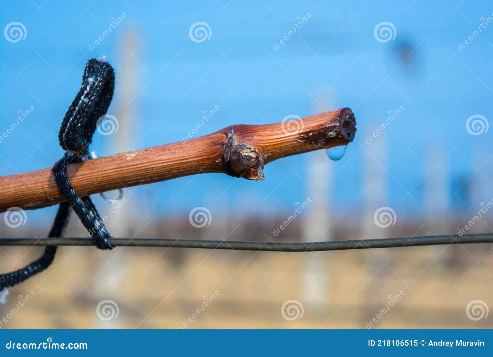 Sap flow of grape vines stock image. Image of leaf, seedling - 218106515